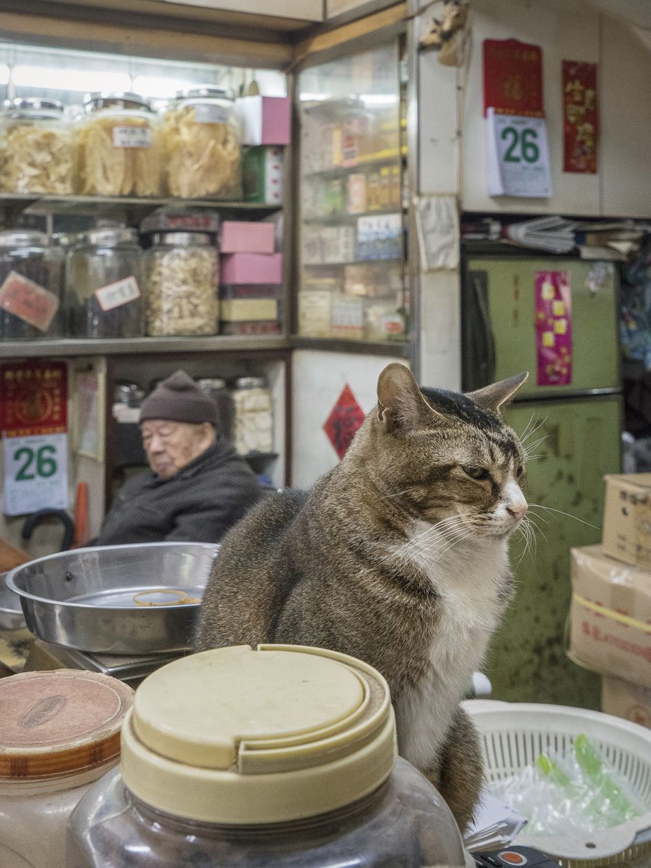 Shop Cats: Photographer captures charming felines living in Hong Kong's ...