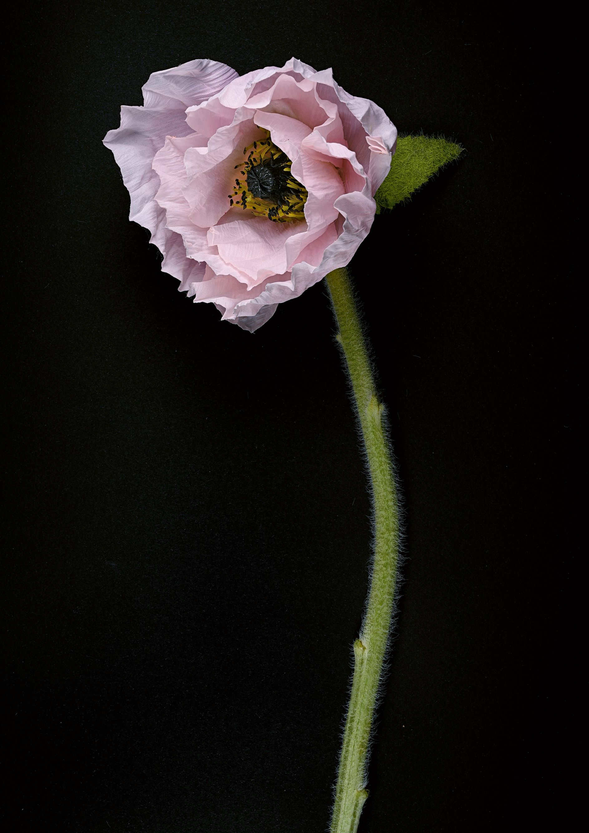 German photo artist Claus Stolz mixes real and fake to pose the ...