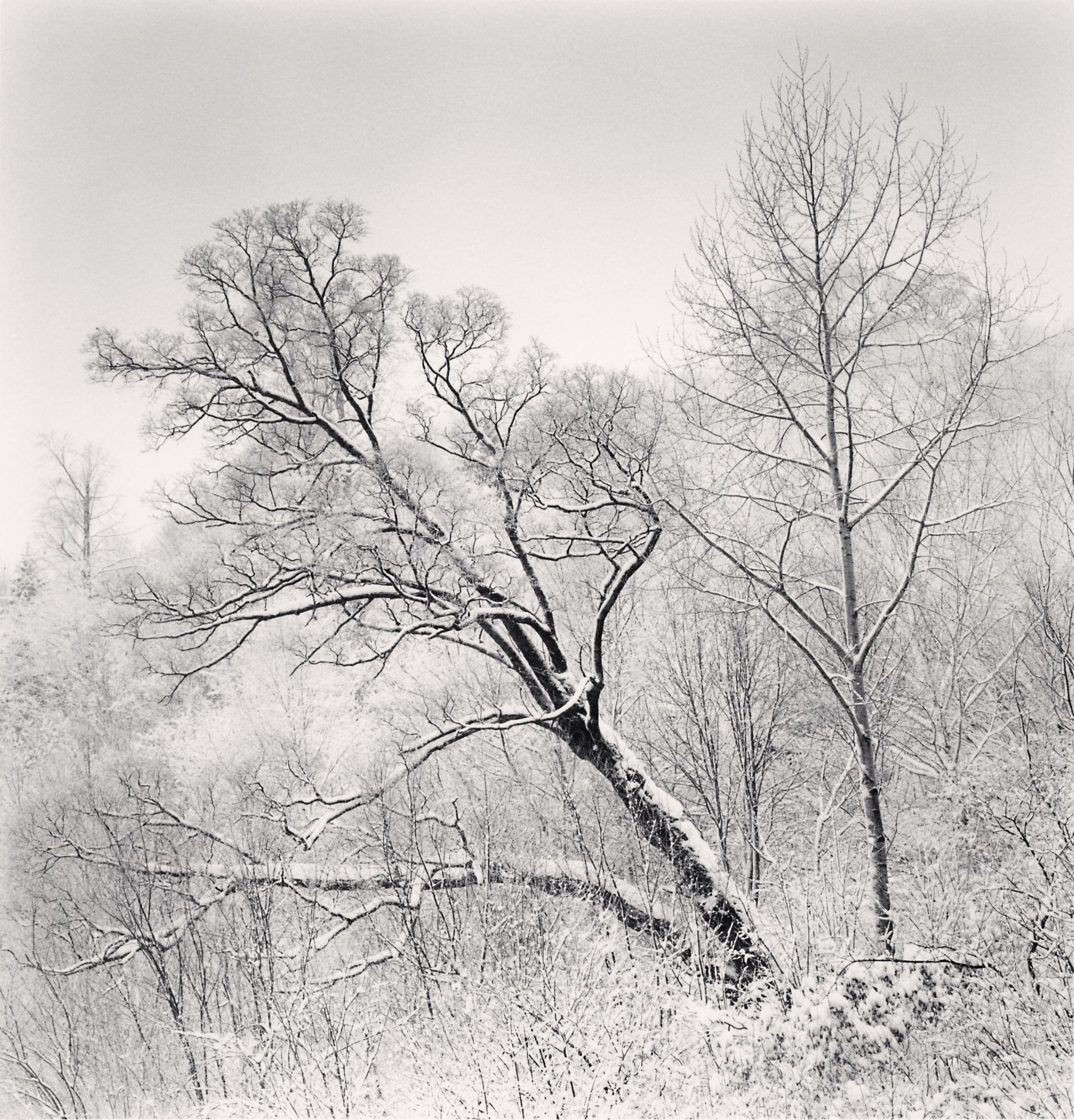 Philosopher's Tree by Michael Kenna is a spiritual journey in ...