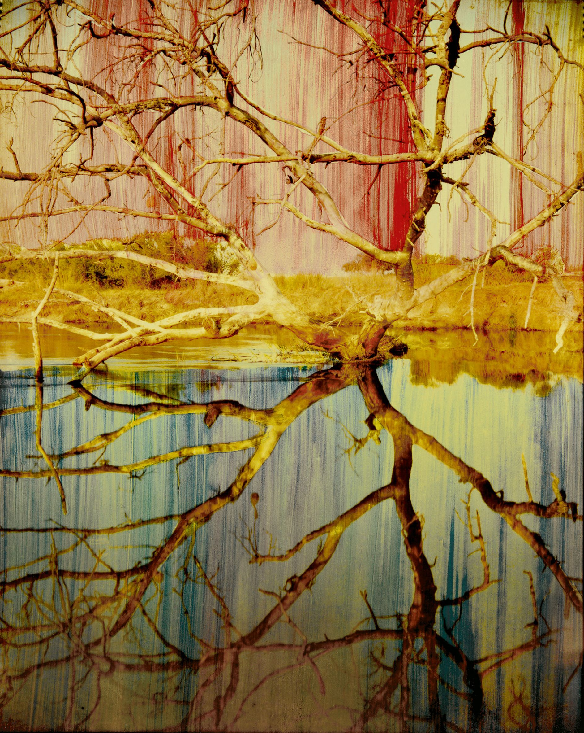 Swamp: Psychedelic photography series pops with an explosion of technicolour | Creative Boom