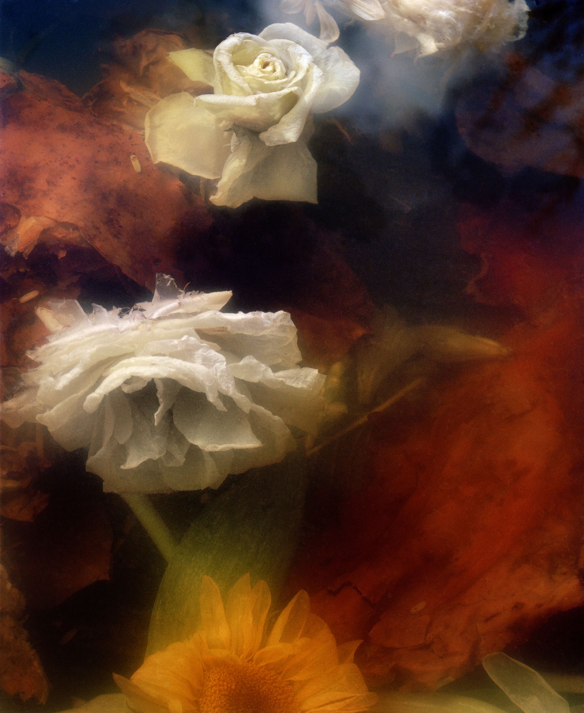 Jocelyn Lee's melancholy photographs of women through every stage of ...