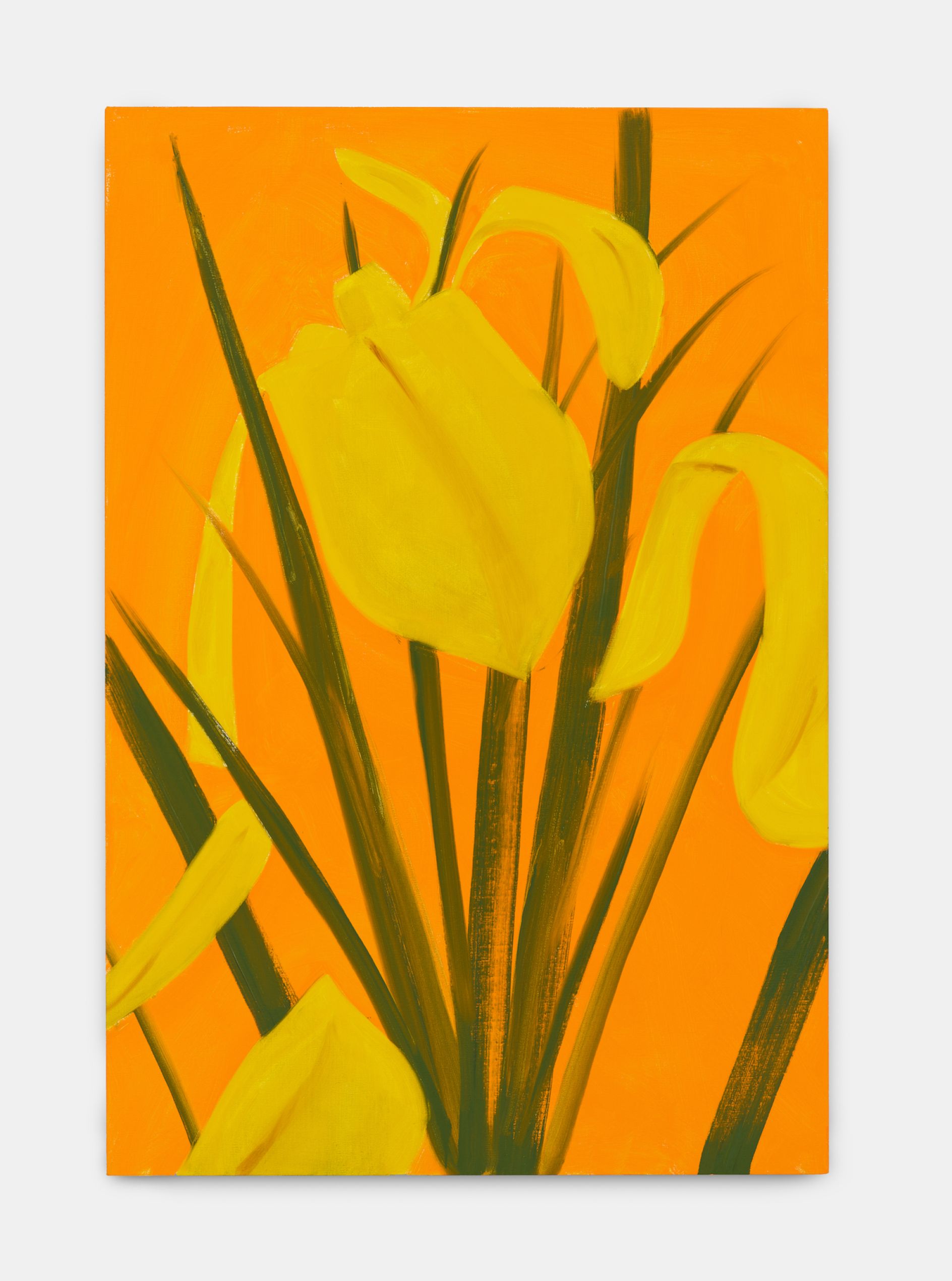 Oil paintings of brightly coloured Irises by celebrated artist Alex ...
