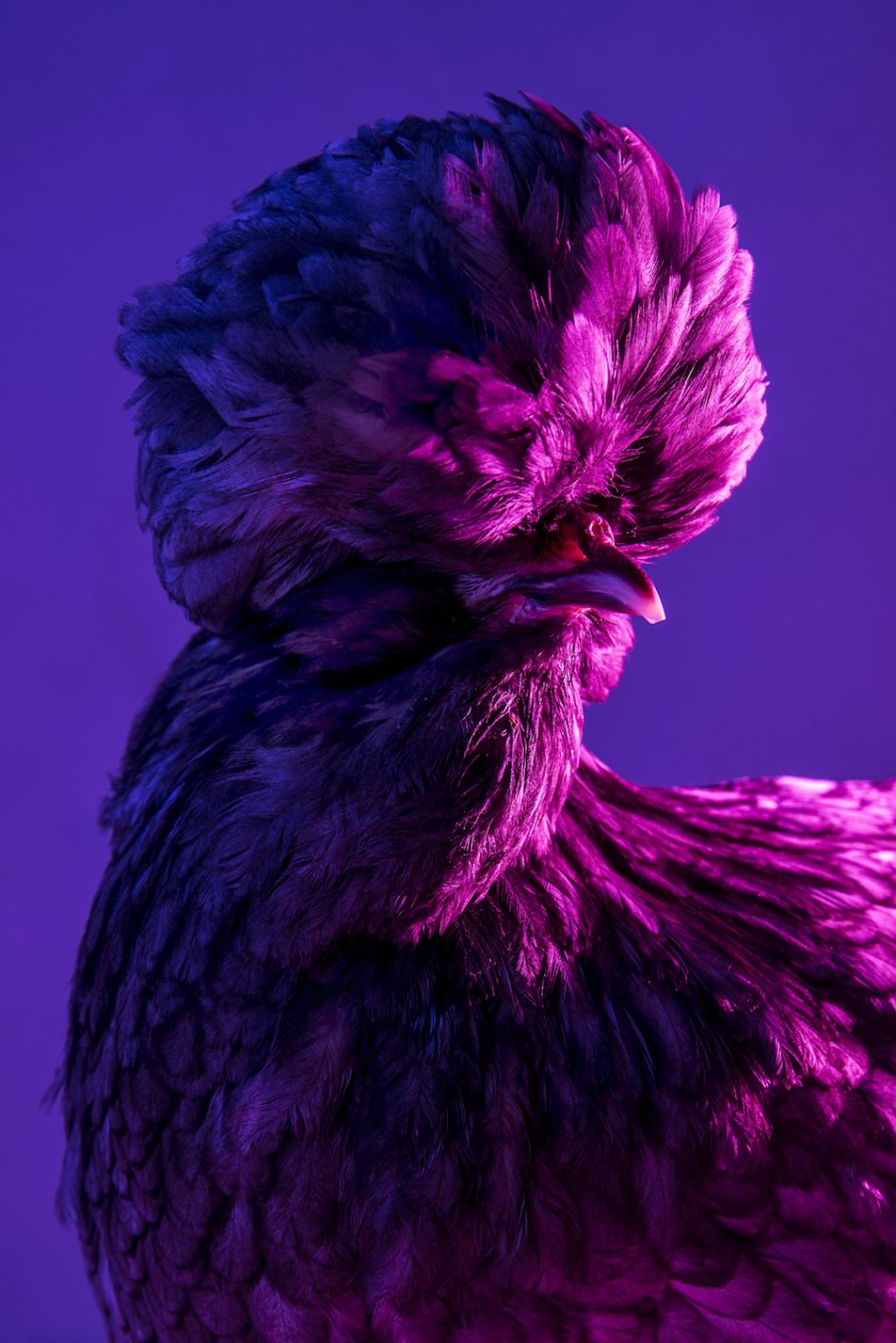 Chic Chicks: Photographer poses baby chickens as high-fashion models ...