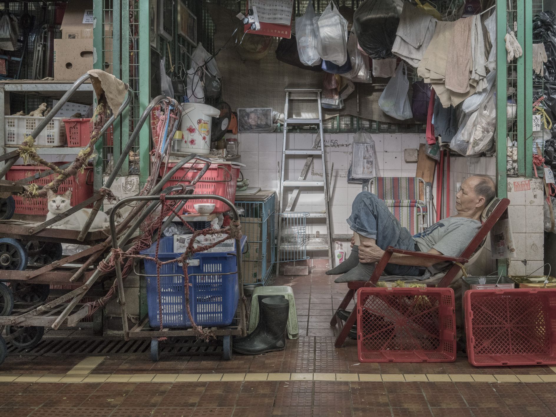 Photographer reveals the secret lives of Hong Kong's market cats in ...