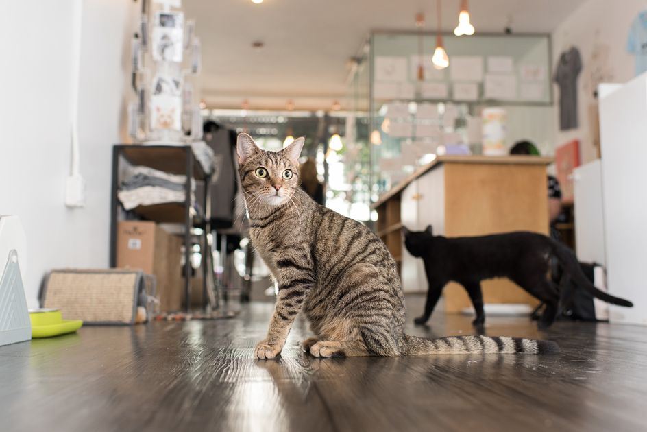 Shop Cats of New York: Discover the fascinating stories of cats living ...