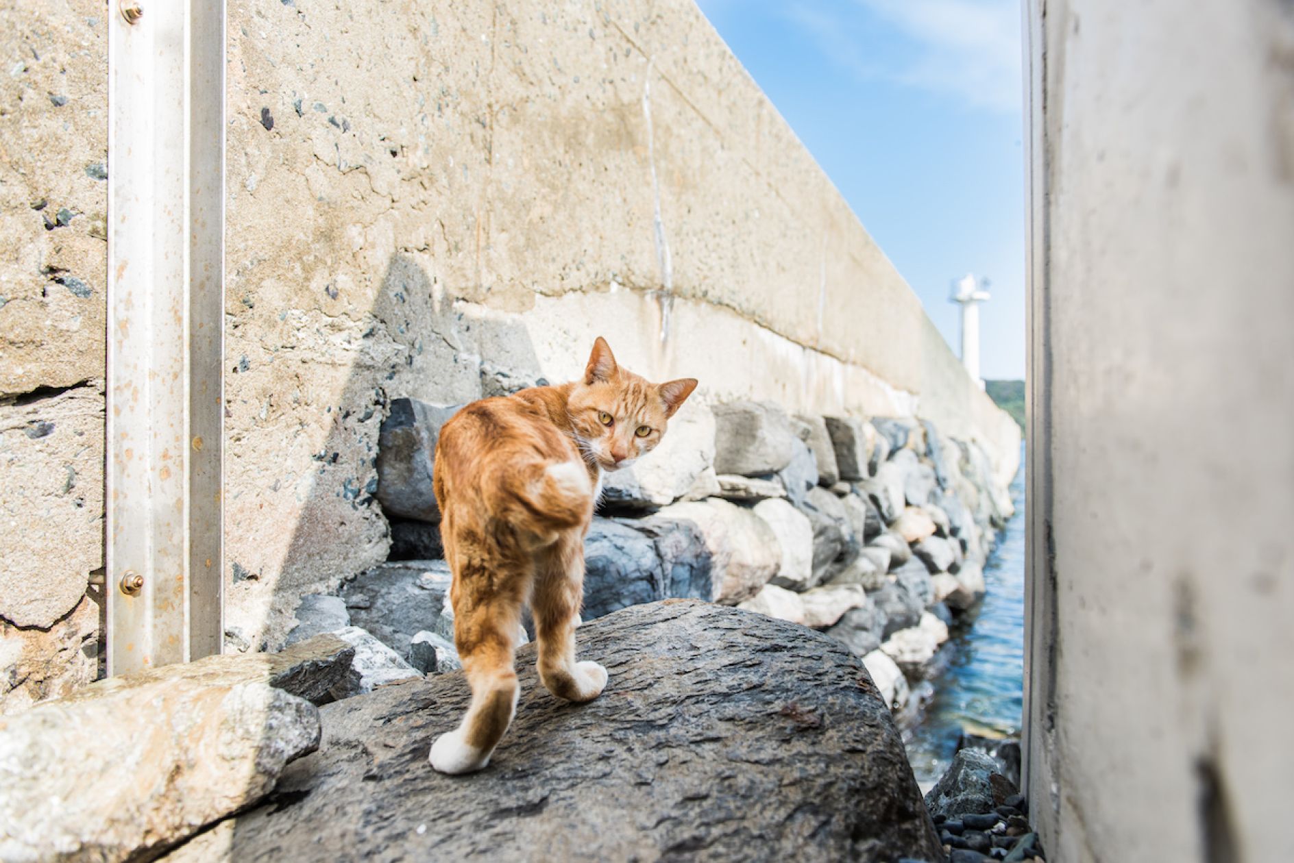 Andrew Marttila's photography series captures the feline residents of ...