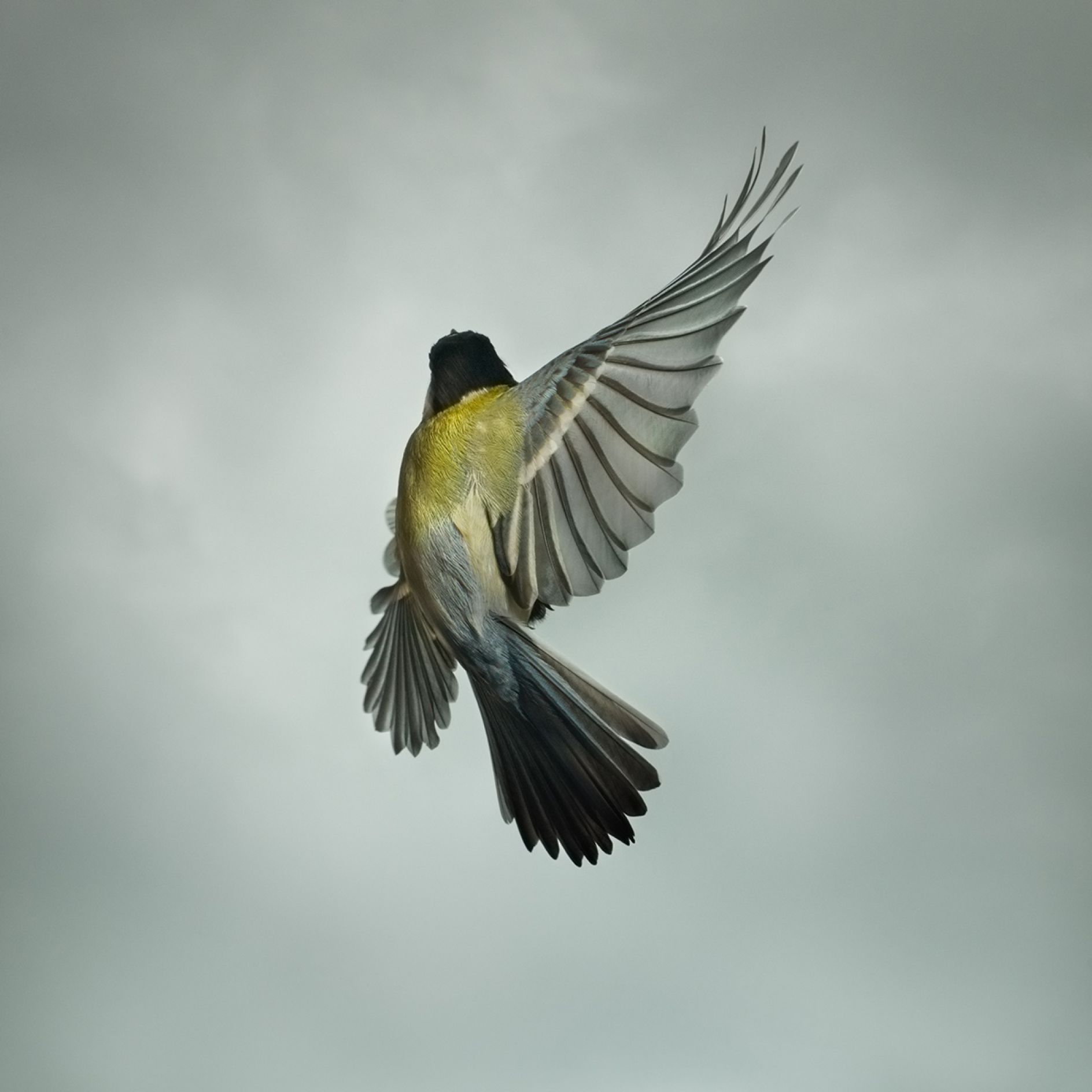 Everyday British birds captured mid-flight in the wild by photographer ...