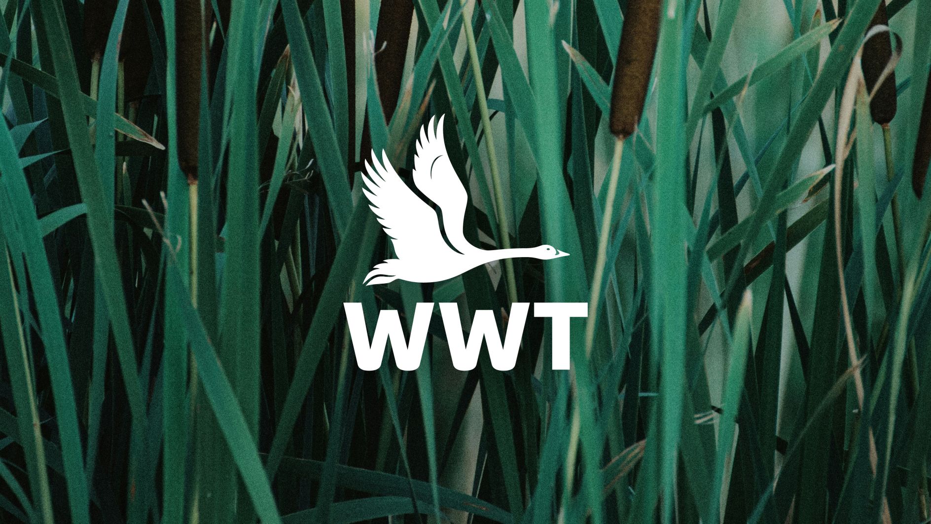 WWT launch new vibrant brand and purpose on World Wetlands Day ...