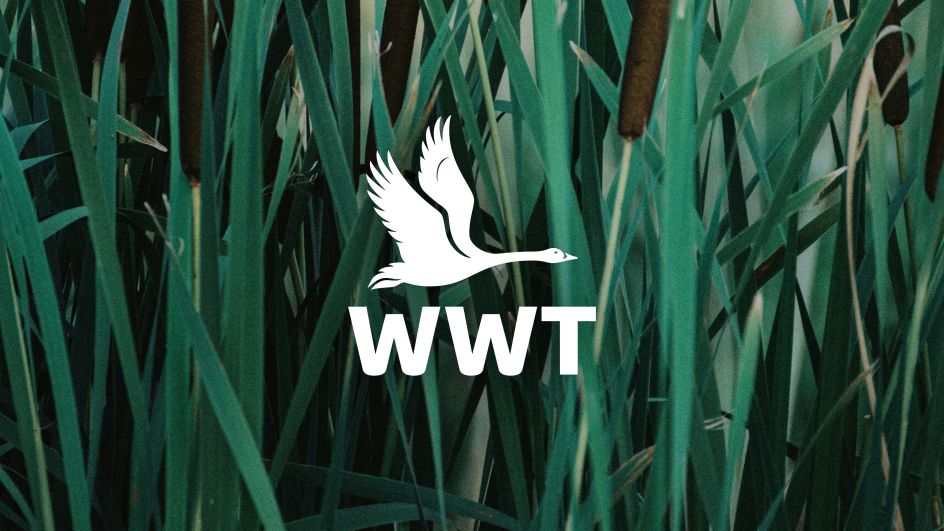 WWT launch new vibrant brand and purpose on World Wetlands Day ...