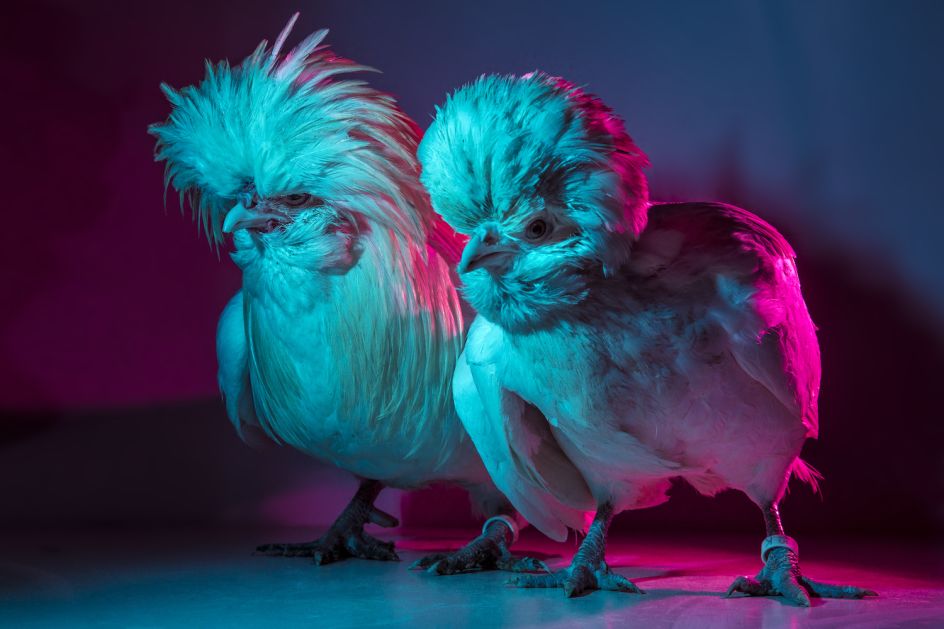 Chic Chicks: Photographer poses baby chickens as high-fashion models ...