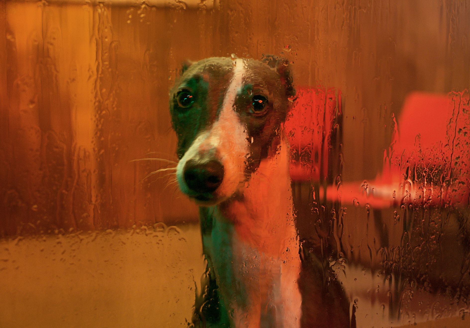 Take Me Away: Nicky Hamilton's photographs of the life and times of a ...