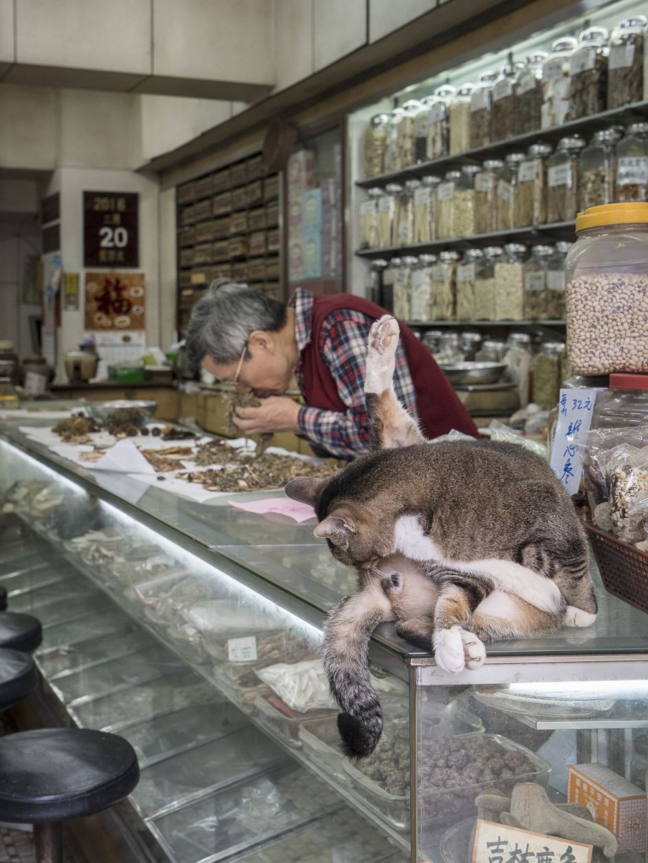 Shop Cats: Photographer captures charming felines living in Hong Kong's ...
