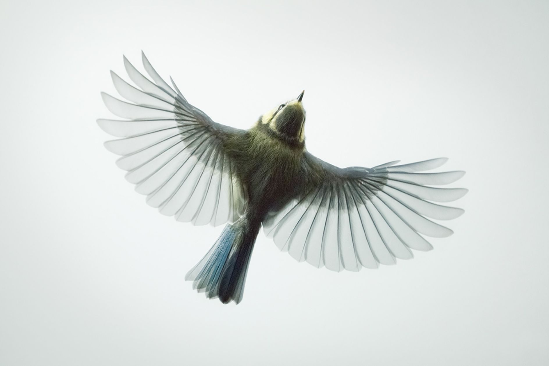 Everyday British birds captured mid-flight in the wild by photographer ...