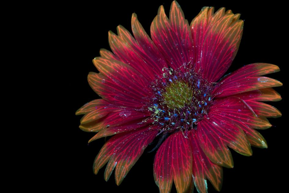 Photographs of flowers shot under ultraviolet and infrared lights ...