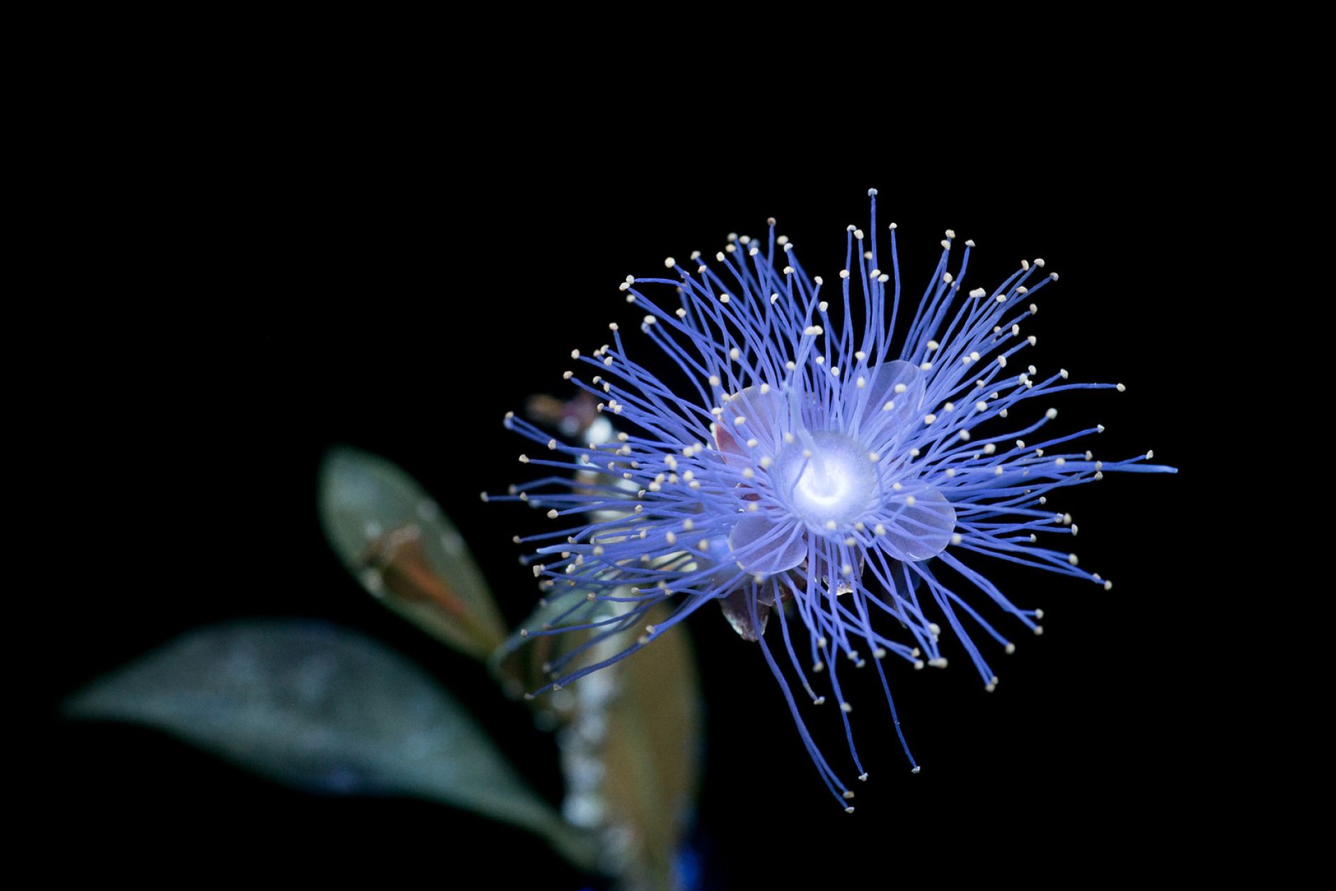 Photographs of flowers shot under ultraviolet and infrared lights ...