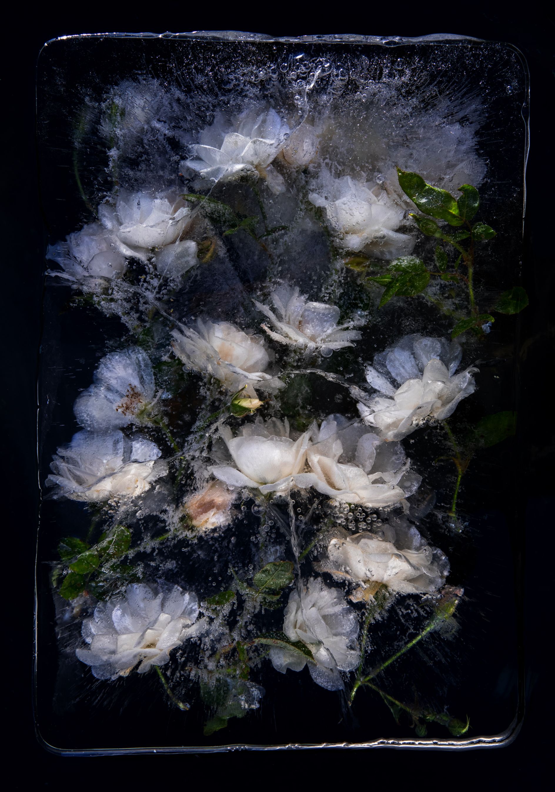 Romantic photographs of frozen flowers in blocks of ice capture the ...