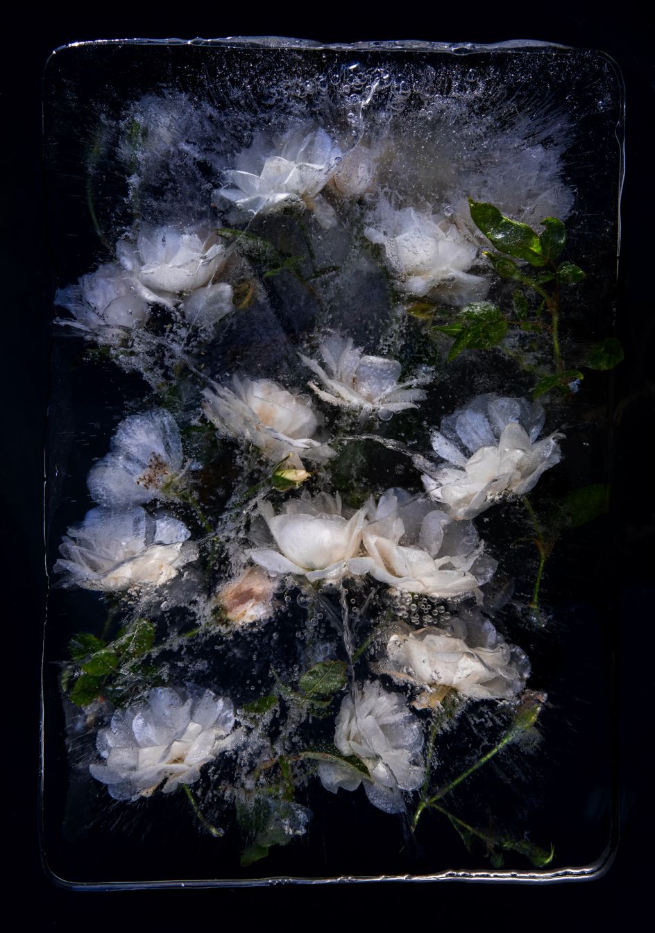 Romantic photographs of frozen flowers in blocks of ice capture the ...