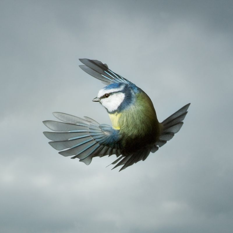 Everyday British birds captured mid-flight in the wild by photographer ...