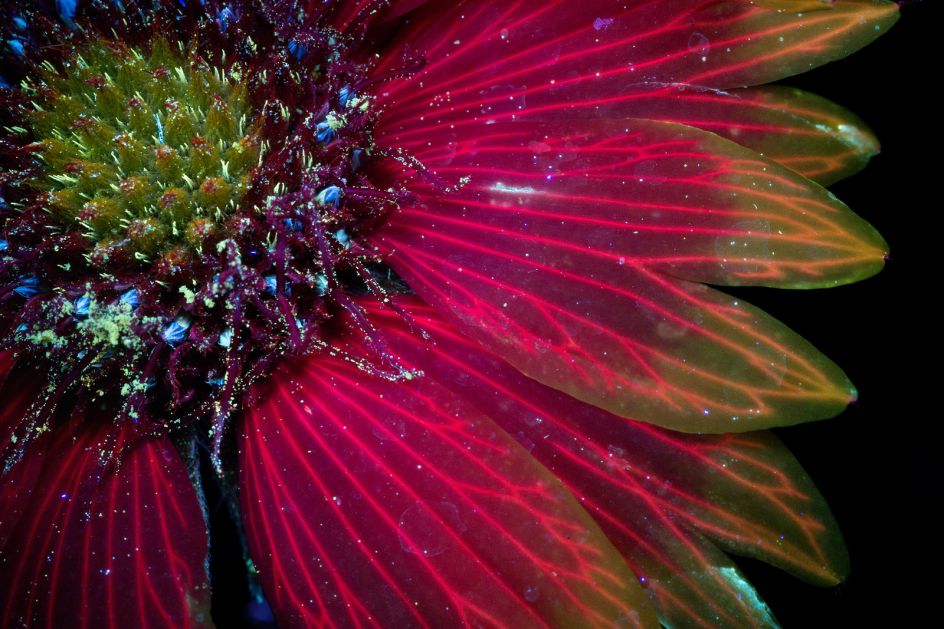 Photographs of flowers shot under ultraviolet and infrared lights ...