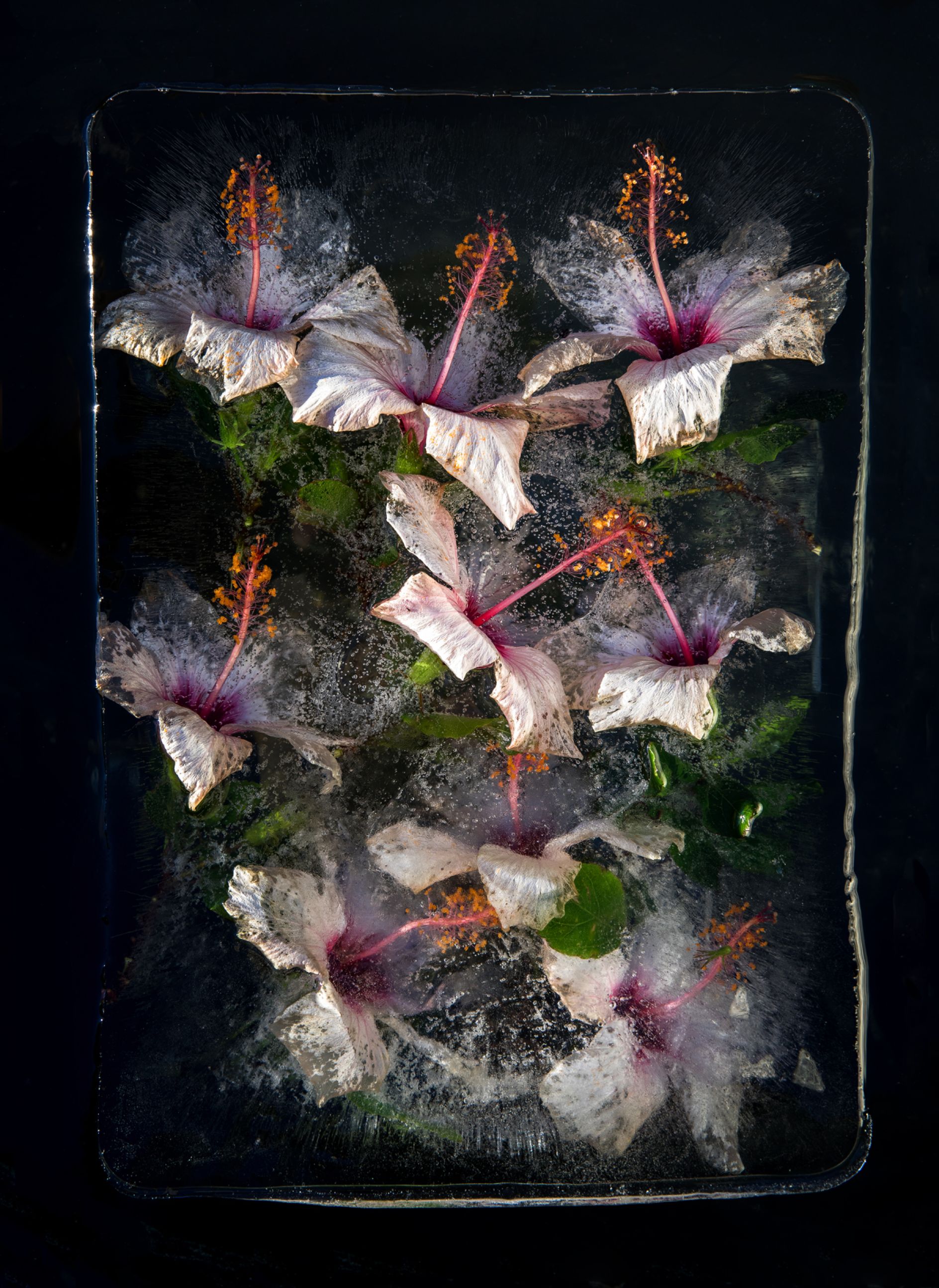 Romantic photographs of frozen flowers in blocks of ice capture the ...