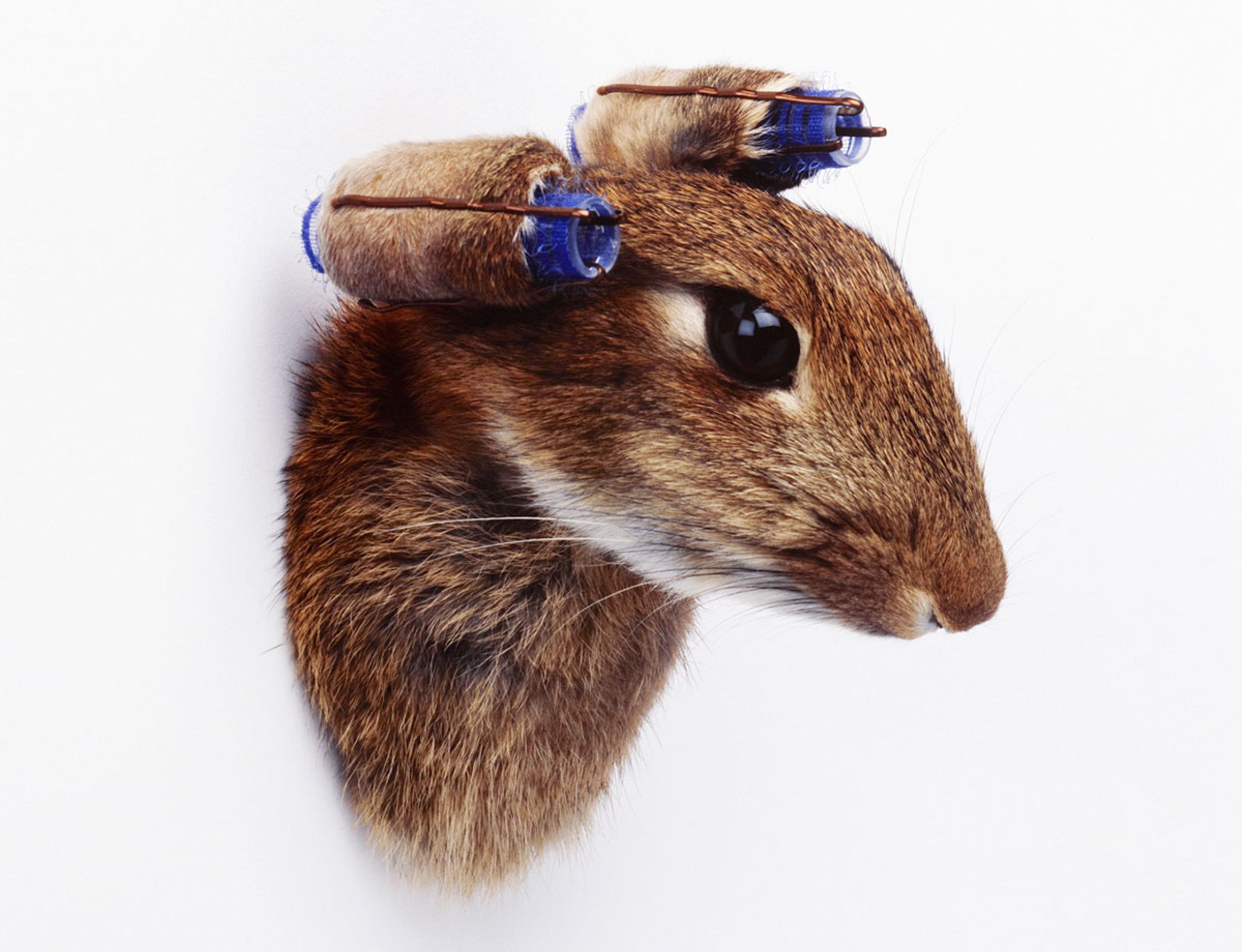 It's a matter of life and death as Nature Morte takes a closer look at ...