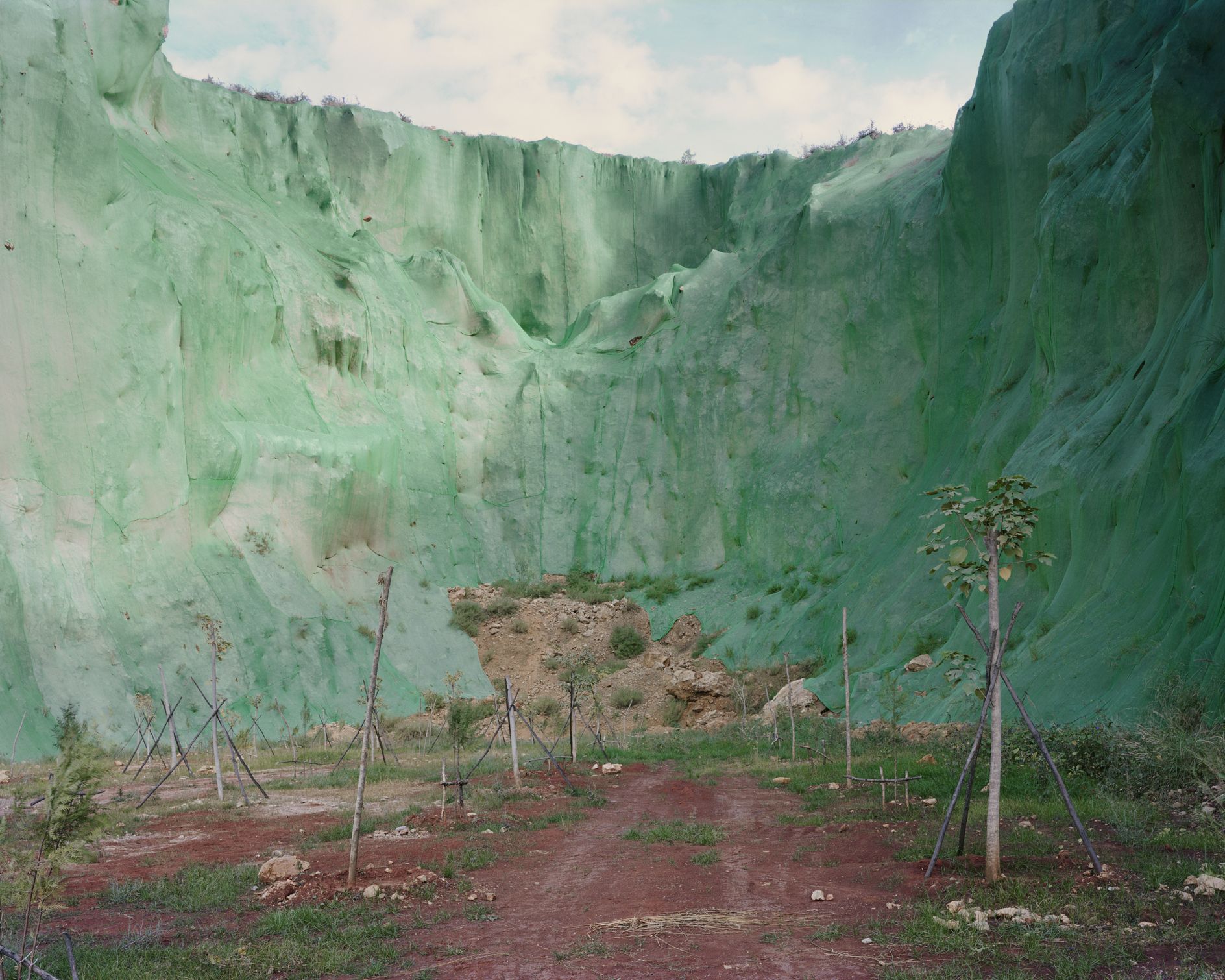 Forest: Yan Wang Preston's photographs of transplanted trees in fast ...