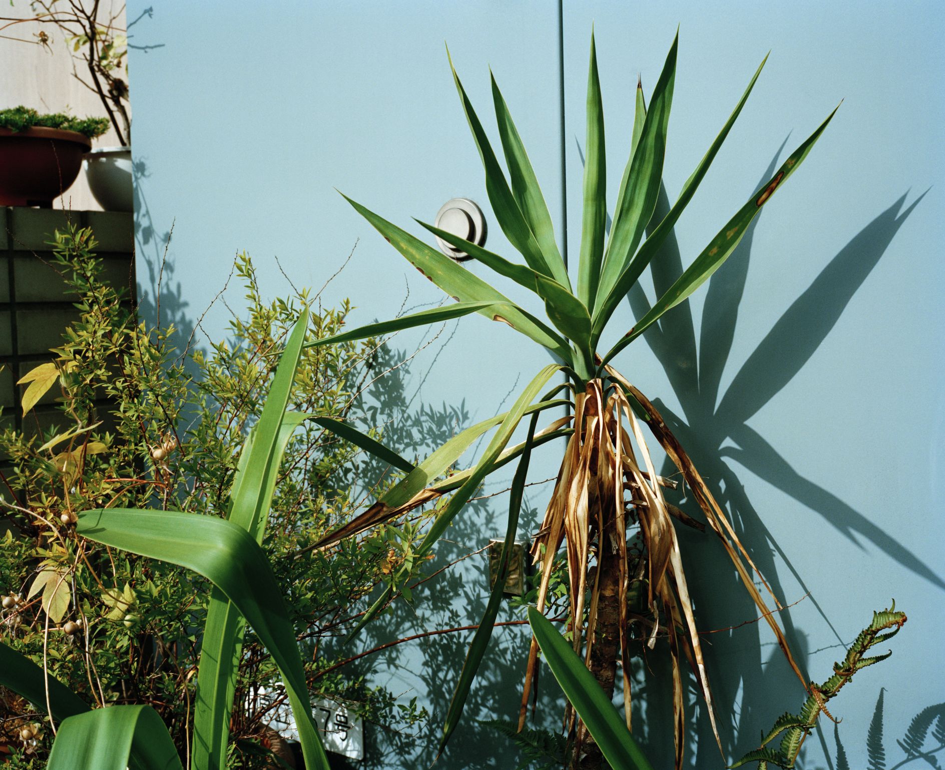 Super Extra Natural: Emily Shur chronicles 12 years of travel in Japan ...