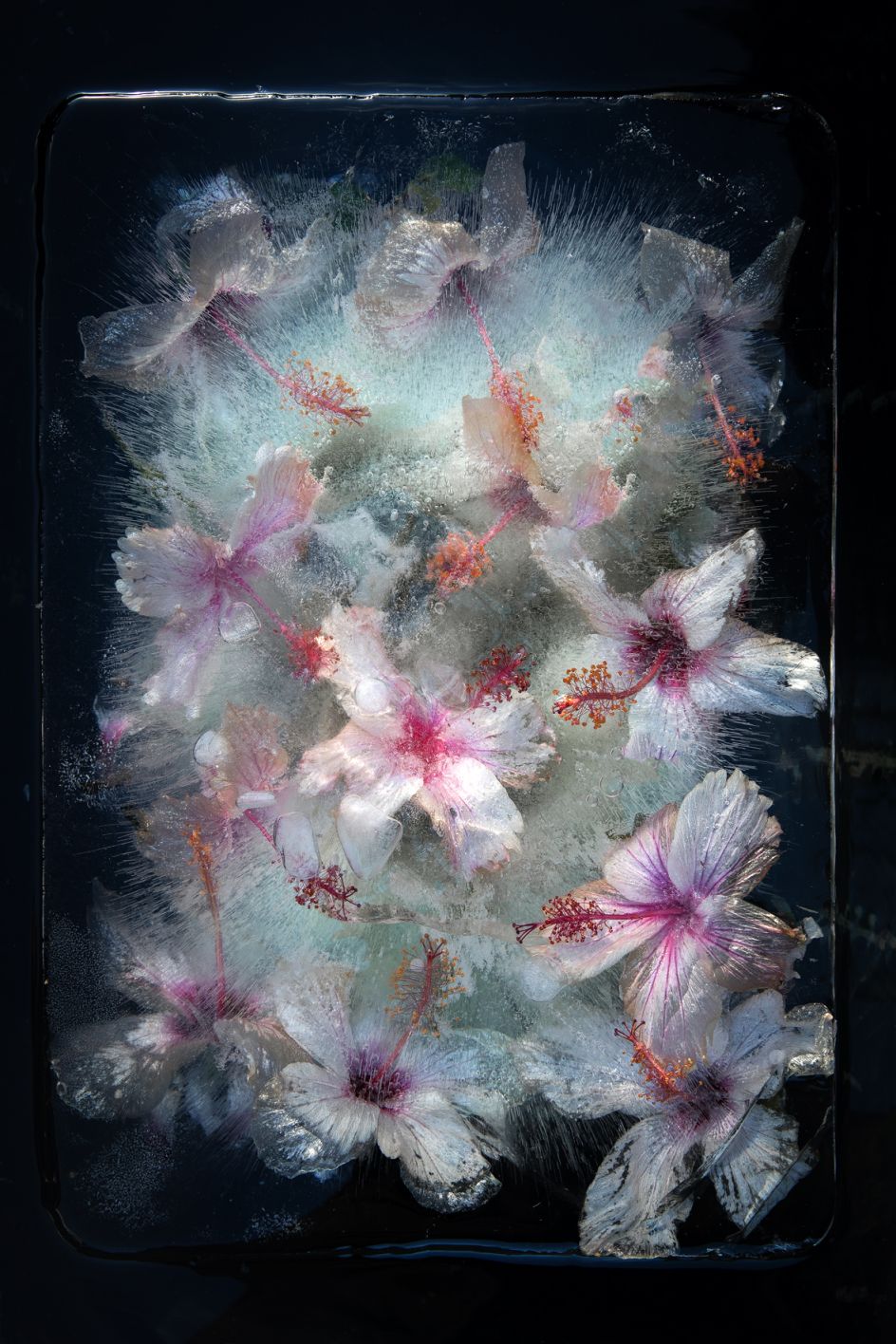 Romantic photographs of frozen flowers in blocks of ice capture the ...