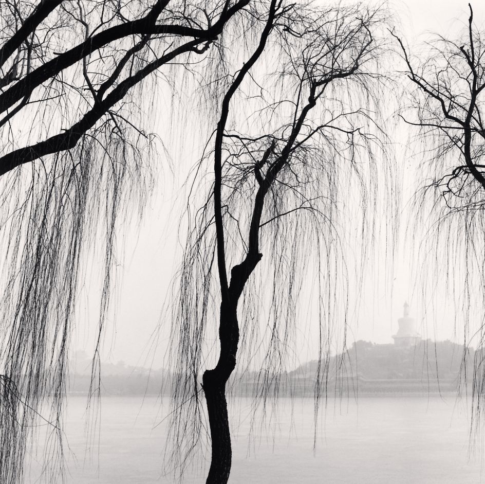 Philosopher's Tree by Michael Kenna is a spiritual journey in ...