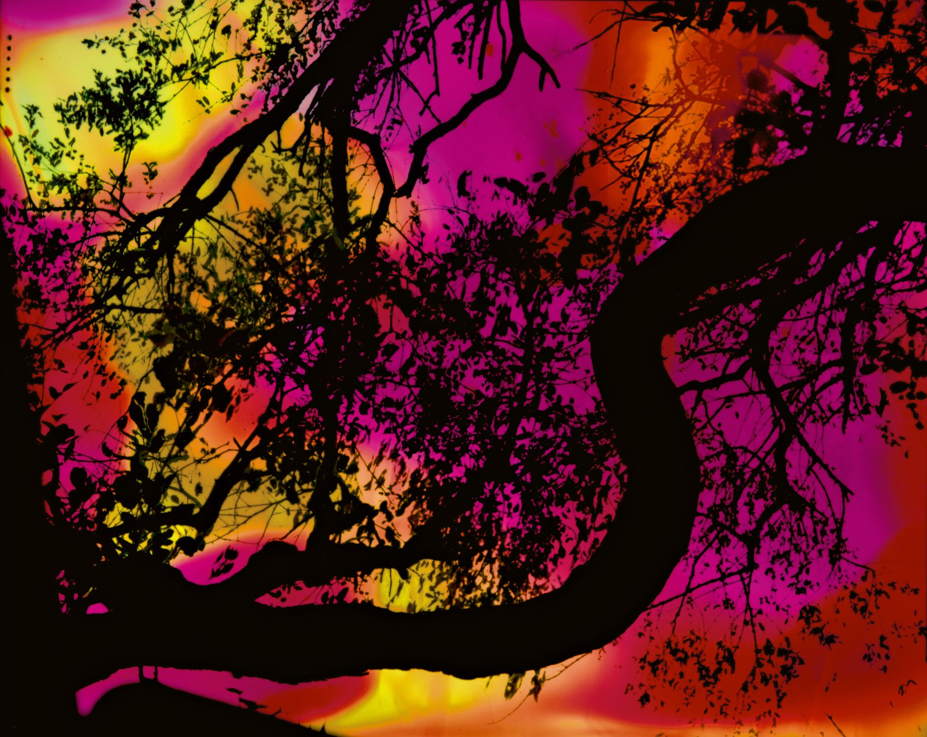 Swamp: Psychedelic photography series pops with an explosion of technicolour | Creative Boom