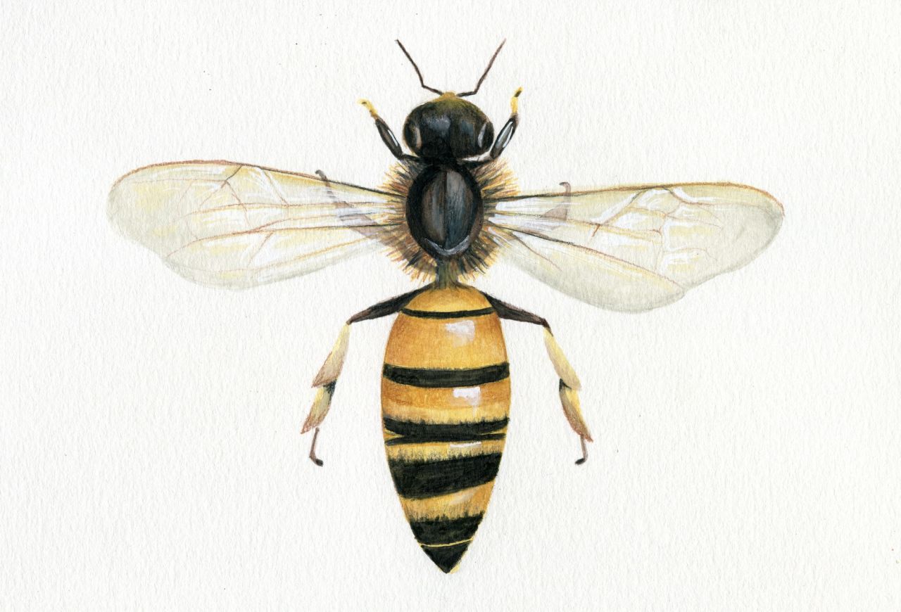 A unique and beautiful series of illustrations by Kendyll Hillegas ...