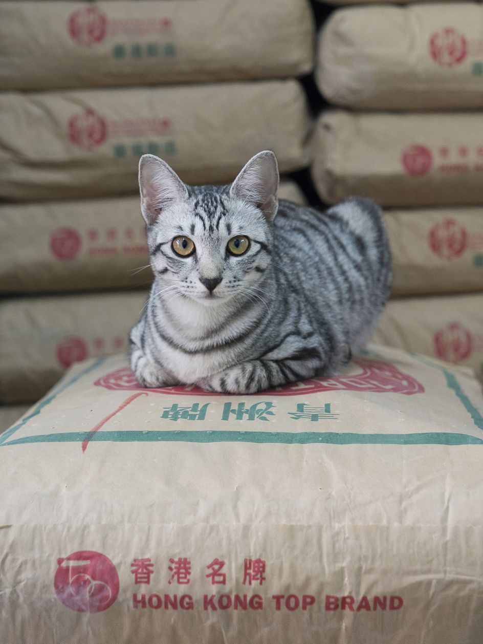 Shop Cats: Photographer captures charming felines living in Hong Kong's ...