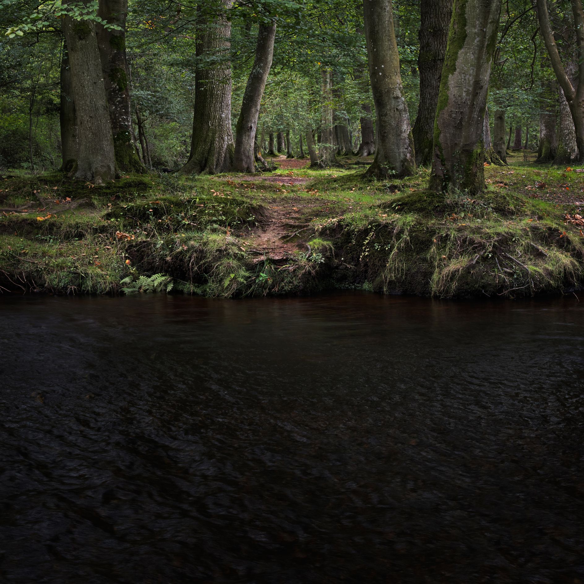 Into the Woods: Artist gently shapes forests to create artworks made ...