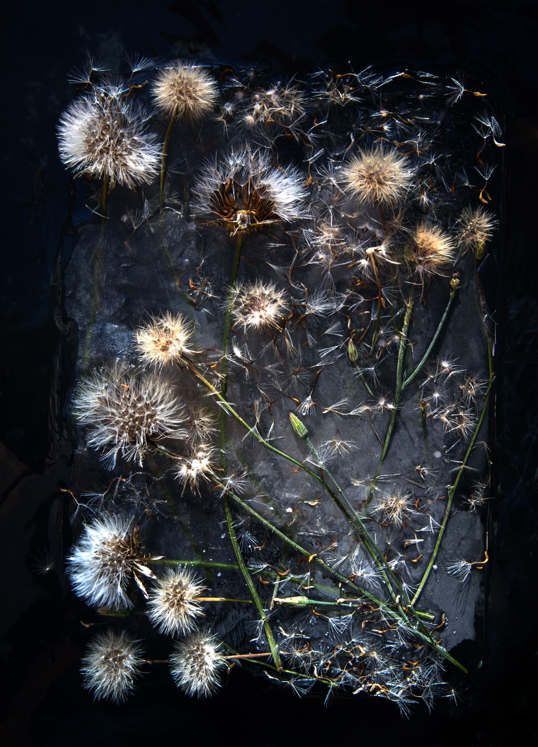 Romantic photographs of frozen flowers in blocks of ice capture the ...