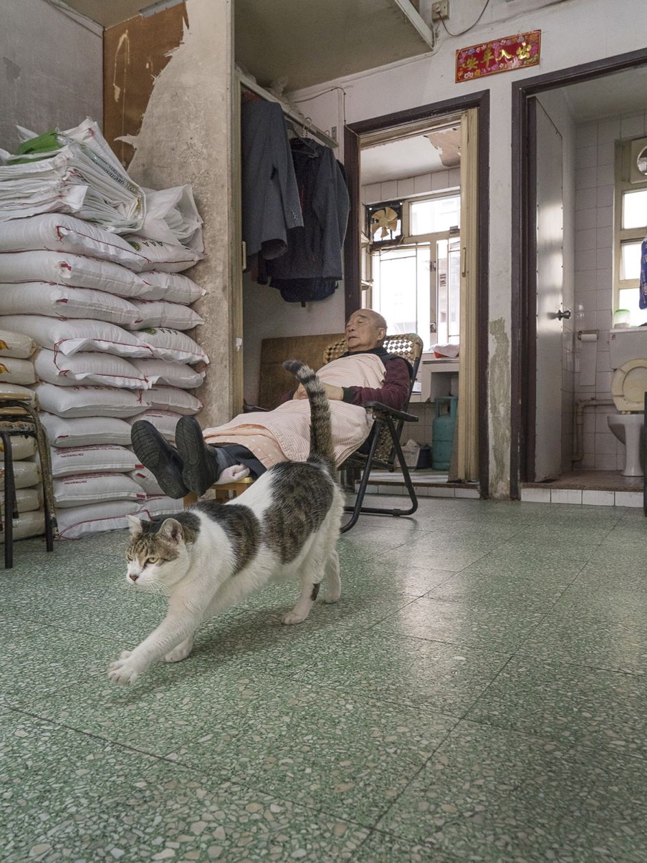 Shop Cats: Photographer captures charming felines living in Hong Kong's ...