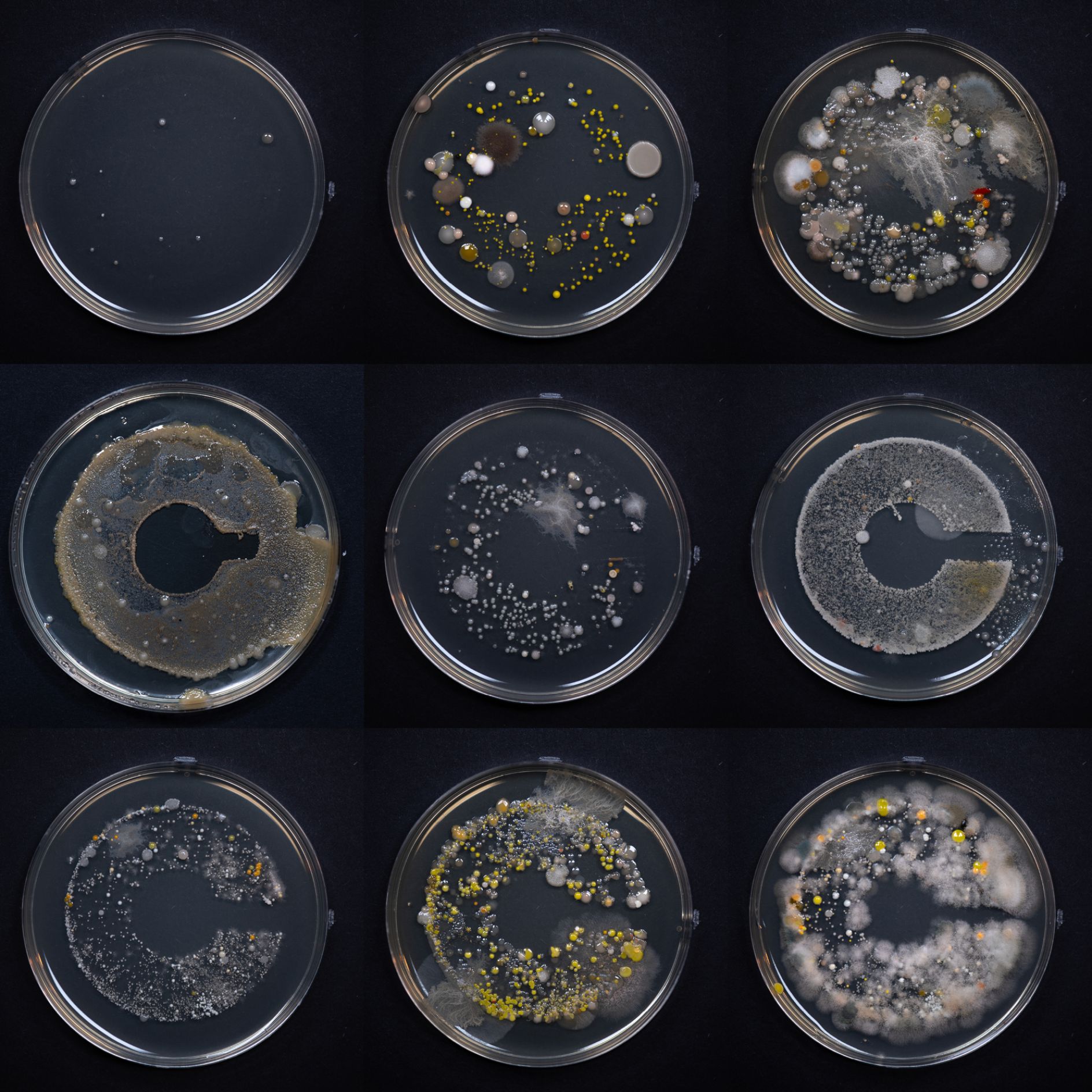 Crucible unveils lab-grown identity by Madalena Studio | Creative Boom