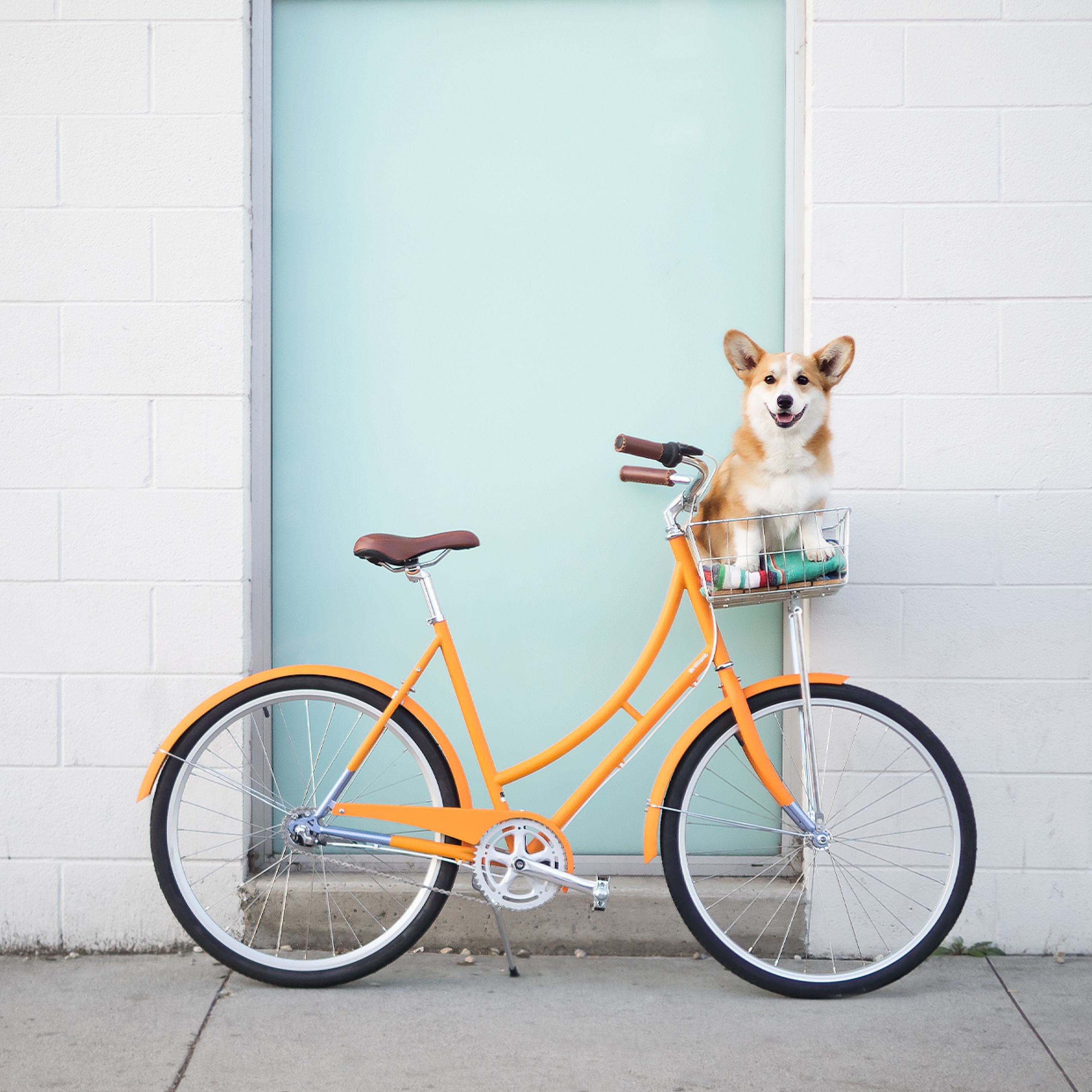 Internet Famous Pets: discovering the creative secrets behind pet fame ...