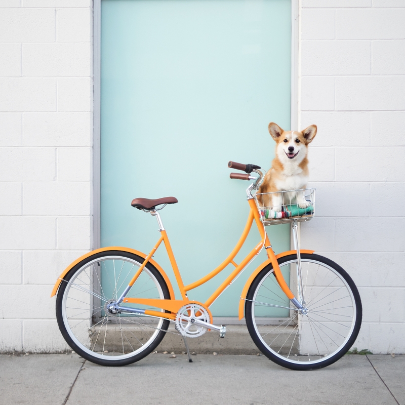 Internet Famous Pets: discovering the creative secrets behind pet fame ...