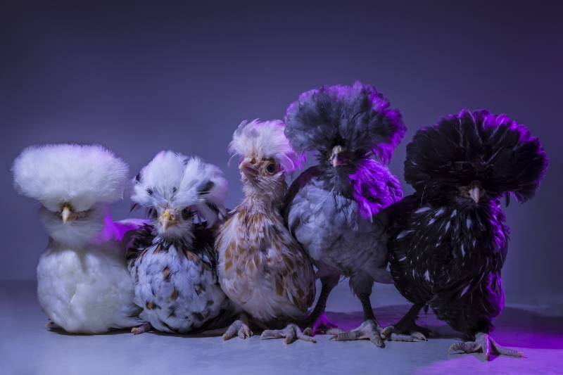 Chic Chicks: Photographer poses baby chickens as high-fashion models ...