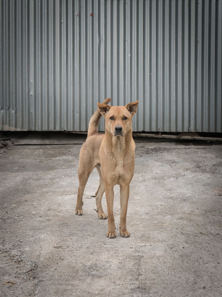 Marcel Heijnen's heartwarming photographs of Hong Kong's 'Garage Dogs ...