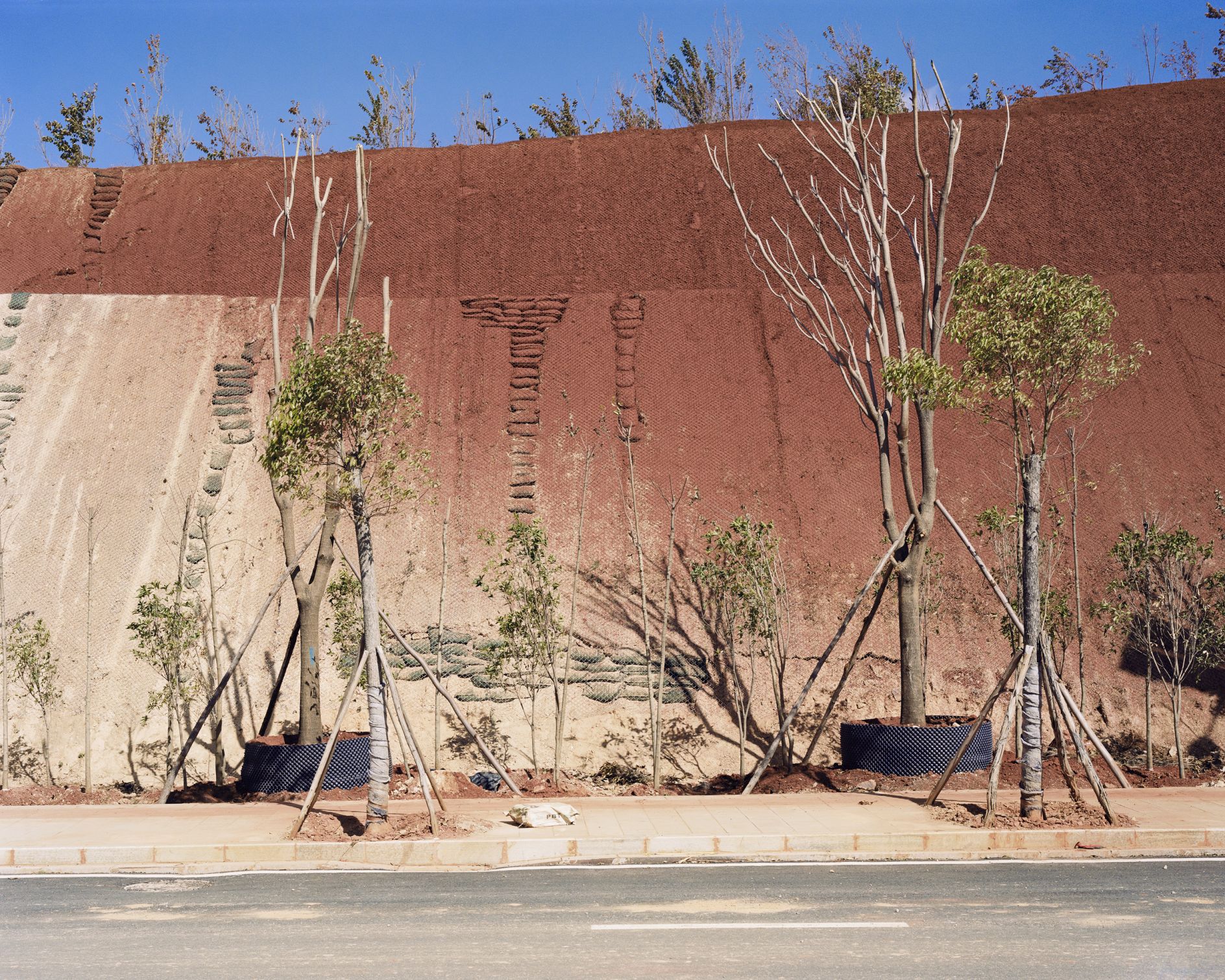 Forest: Yan Wang Preston's photographs of transplanted trees in fast ...
