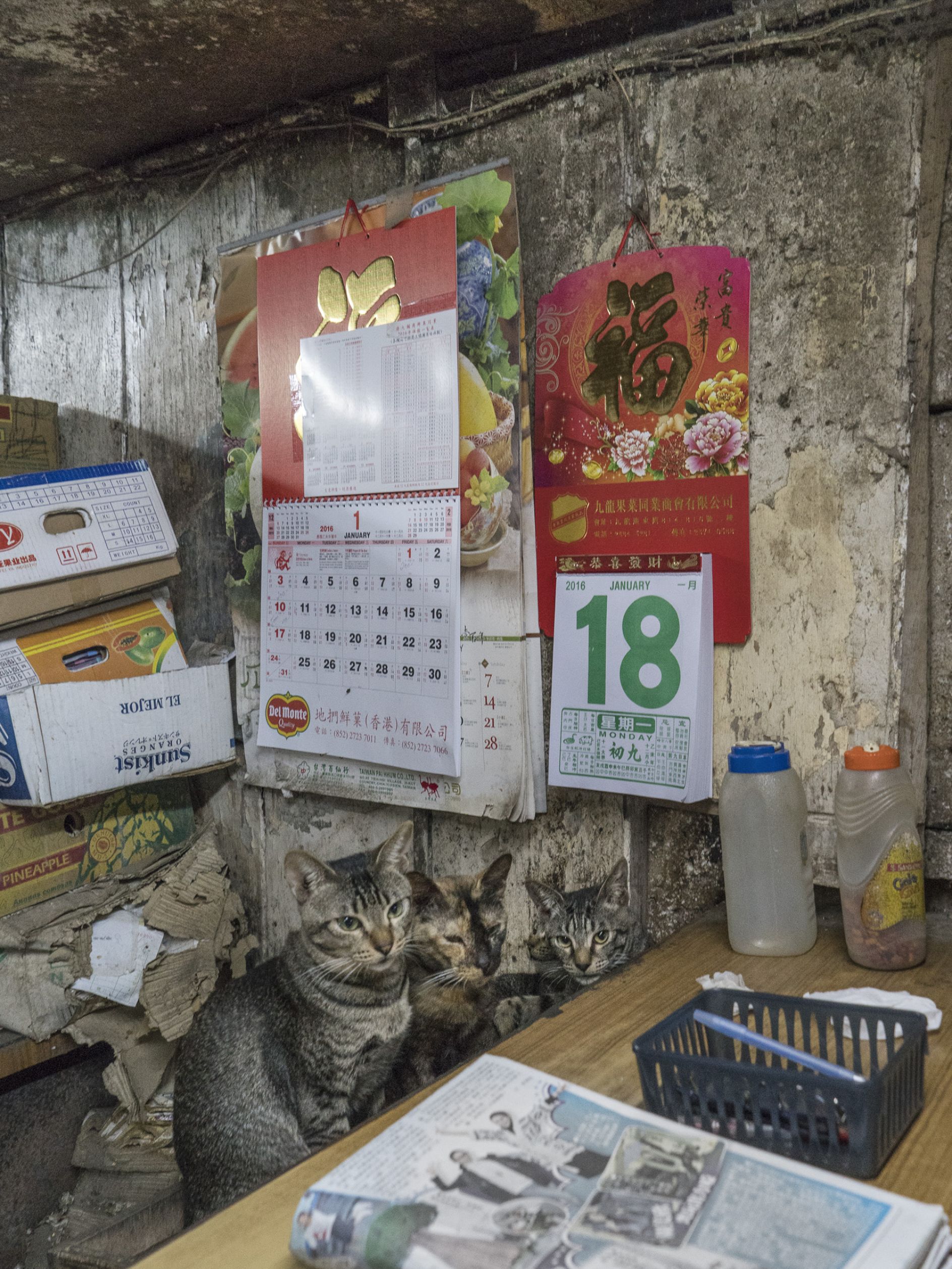 Photographer reveals the secret lives of Hong Kong's market cats in ...