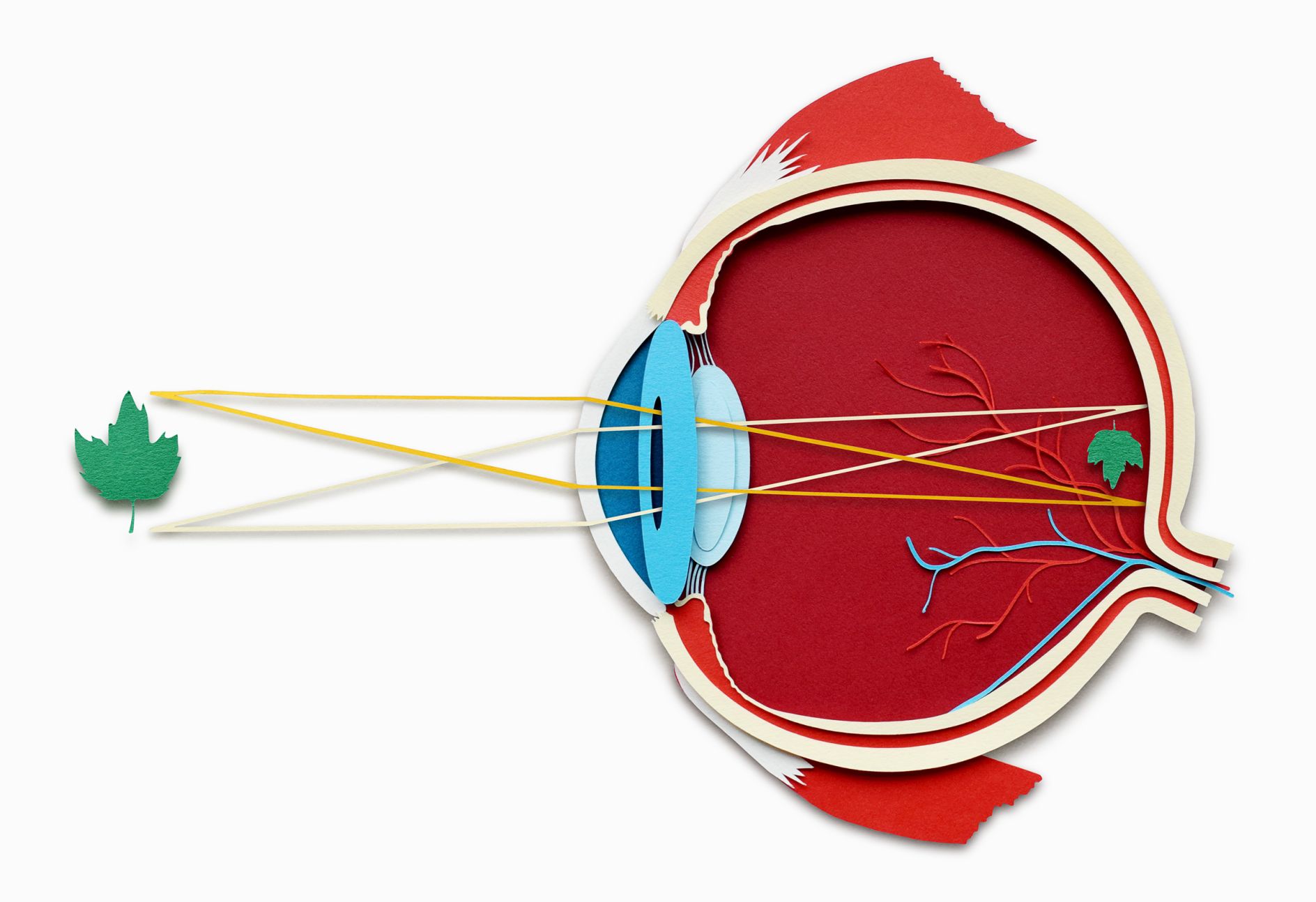 My Amazing Body Machine: Paper-cut artworks of the human anatomy ...