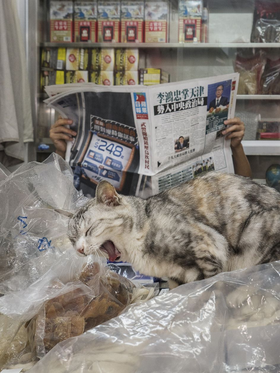 Shop Cats: Photographer captures charming felines living in Hong Kong's ...