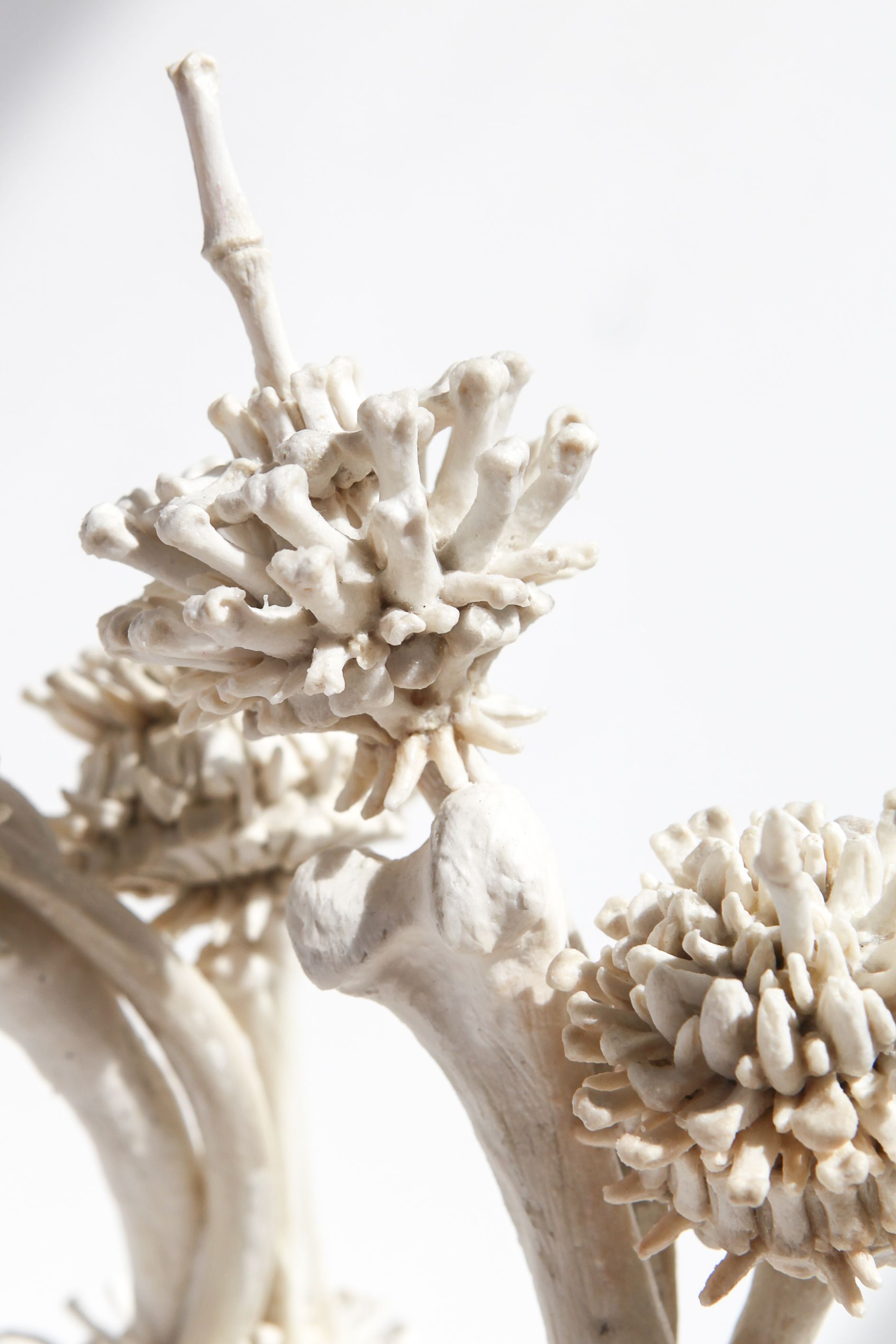Artist Emma Witter breathes new life into bones to create intricate ...