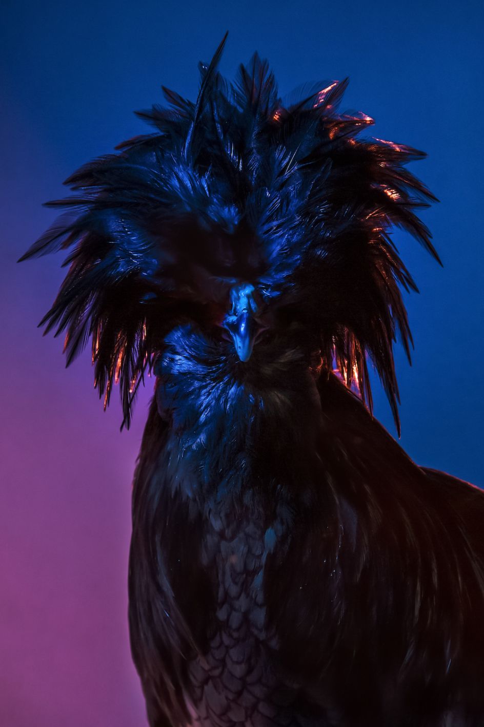 Chic Chicks: Photographer poses baby chickens as high-fashion models ...