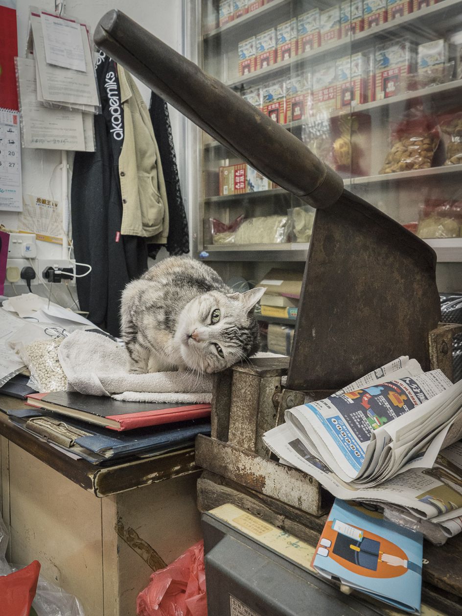 Shop Cats: Photographer captures charming felines living in Hong Kong's ...