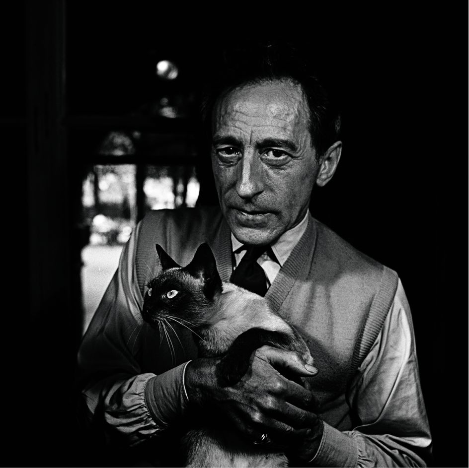 Jane Bown's Cats: Charming black & white photographs of our feline ...