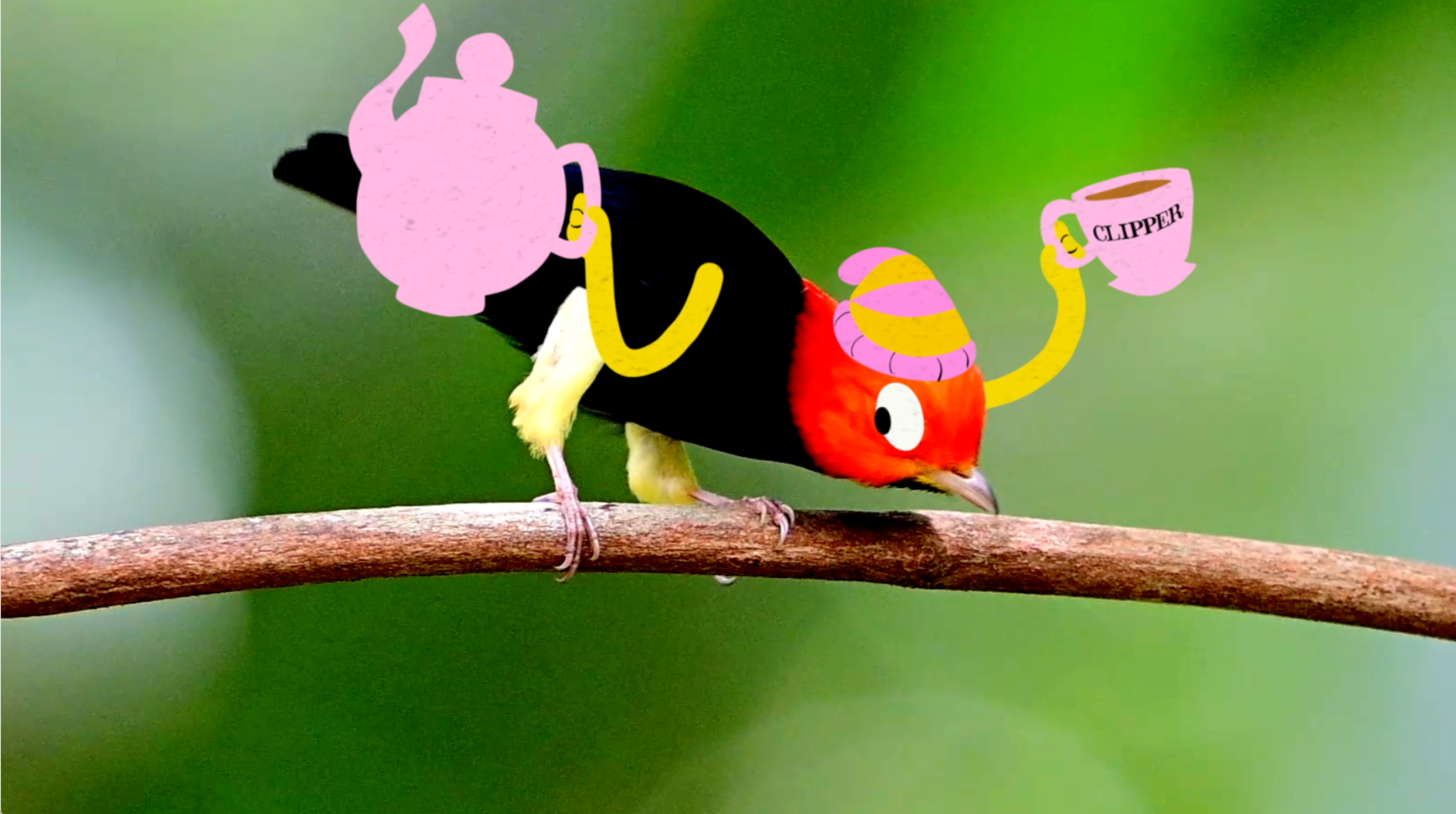 isobel and Seed Animations give tea brand Clipper a cool makeover in ...