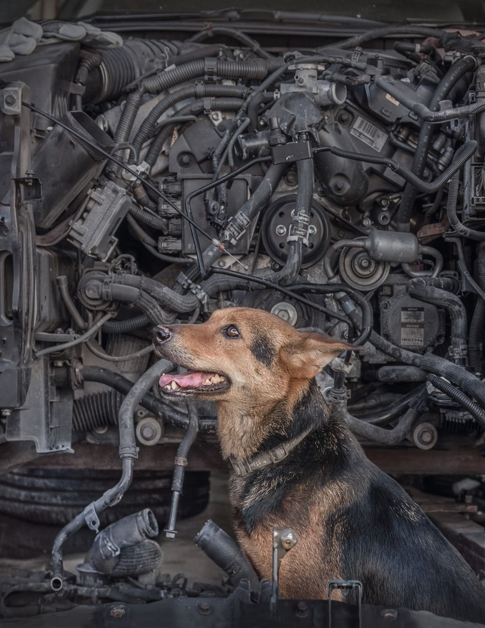 Marcel Heijnen's heartwarming photographs of Hong Kong's 'Garage Dogs ...